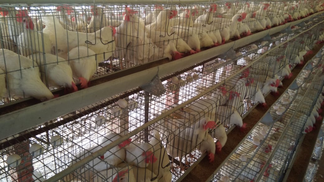 Poultry Cages in Kanpur, Uttar Pradesh | V - Tech Agro Industries ...